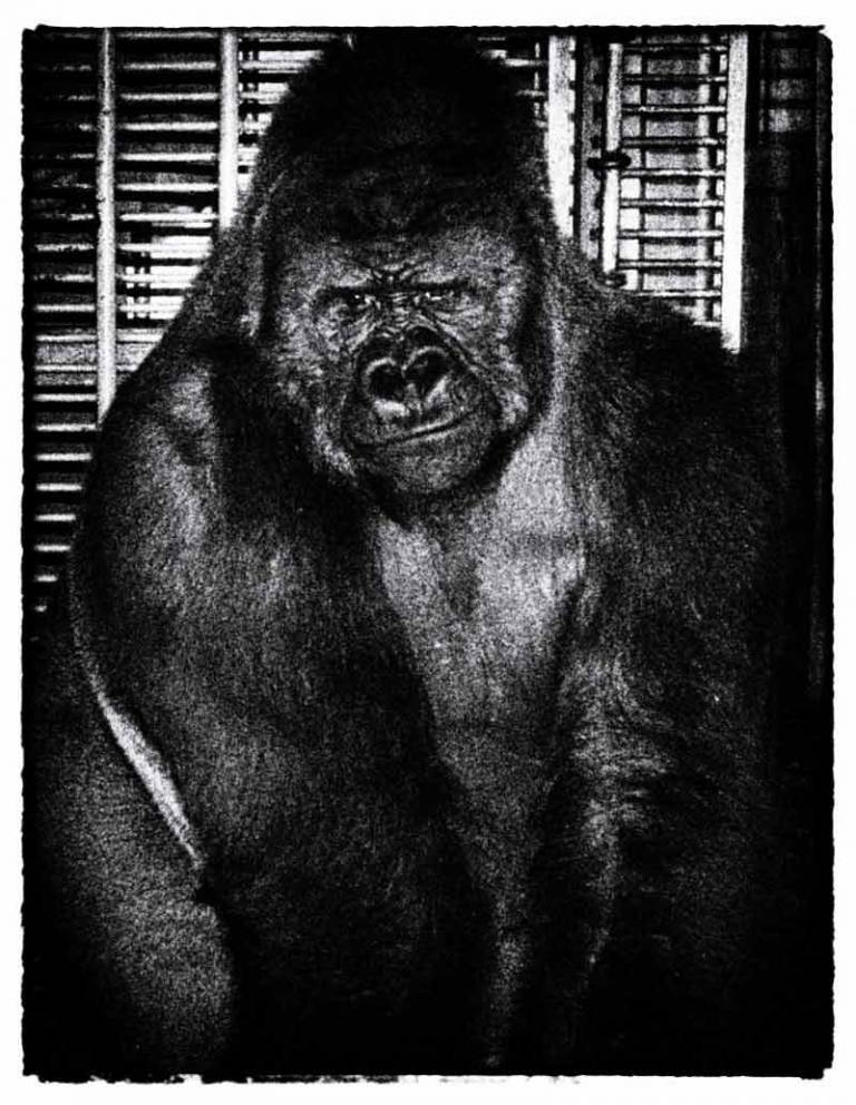 Ivan's Story - The Ivan Foundation