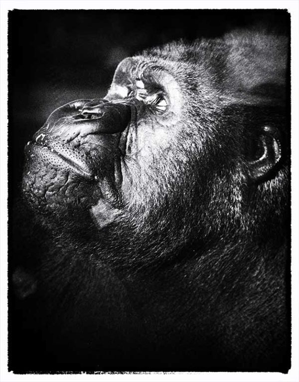 Ivan's Story - The Ivan Foundation