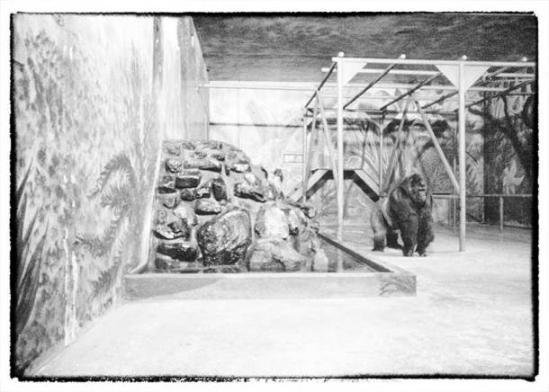 Ivan's Story - The Ivan Foundation